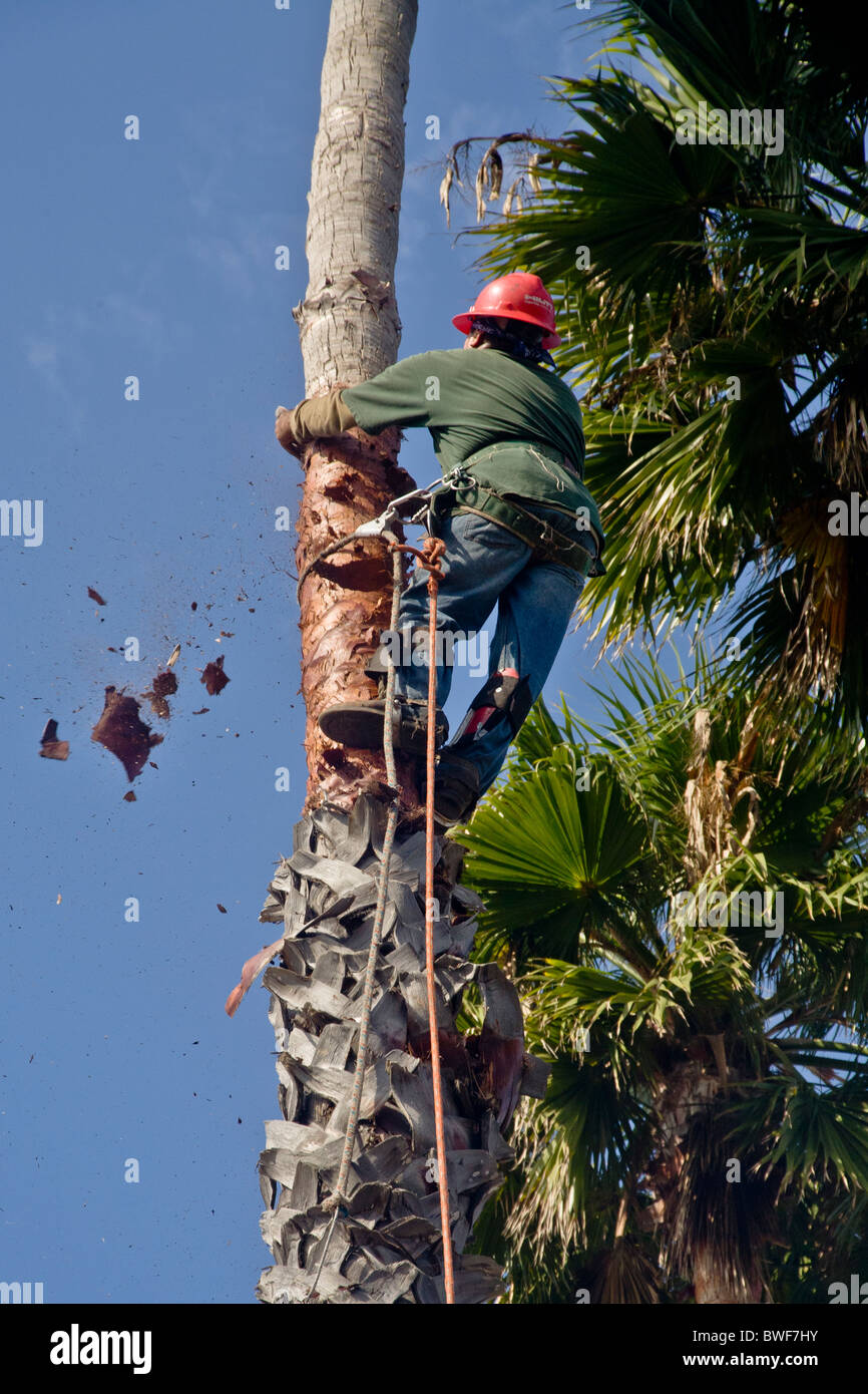 Wearing a safety harness and a hard hat, a Hispanic workman trims bark ...