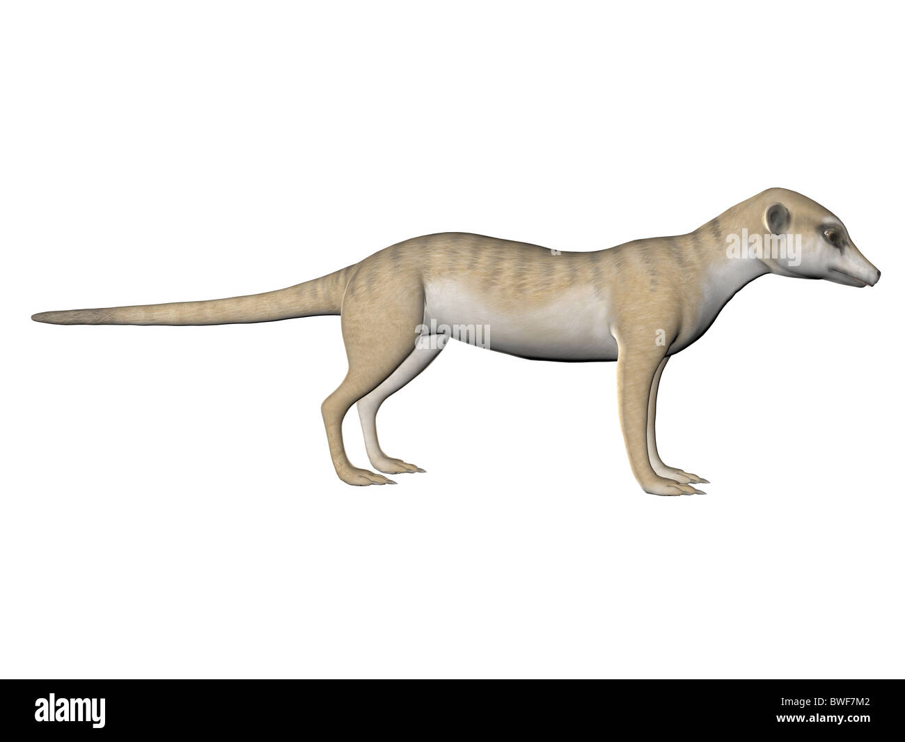 Meerkat standing Cut Out Stock Images & Pictures - Alamy