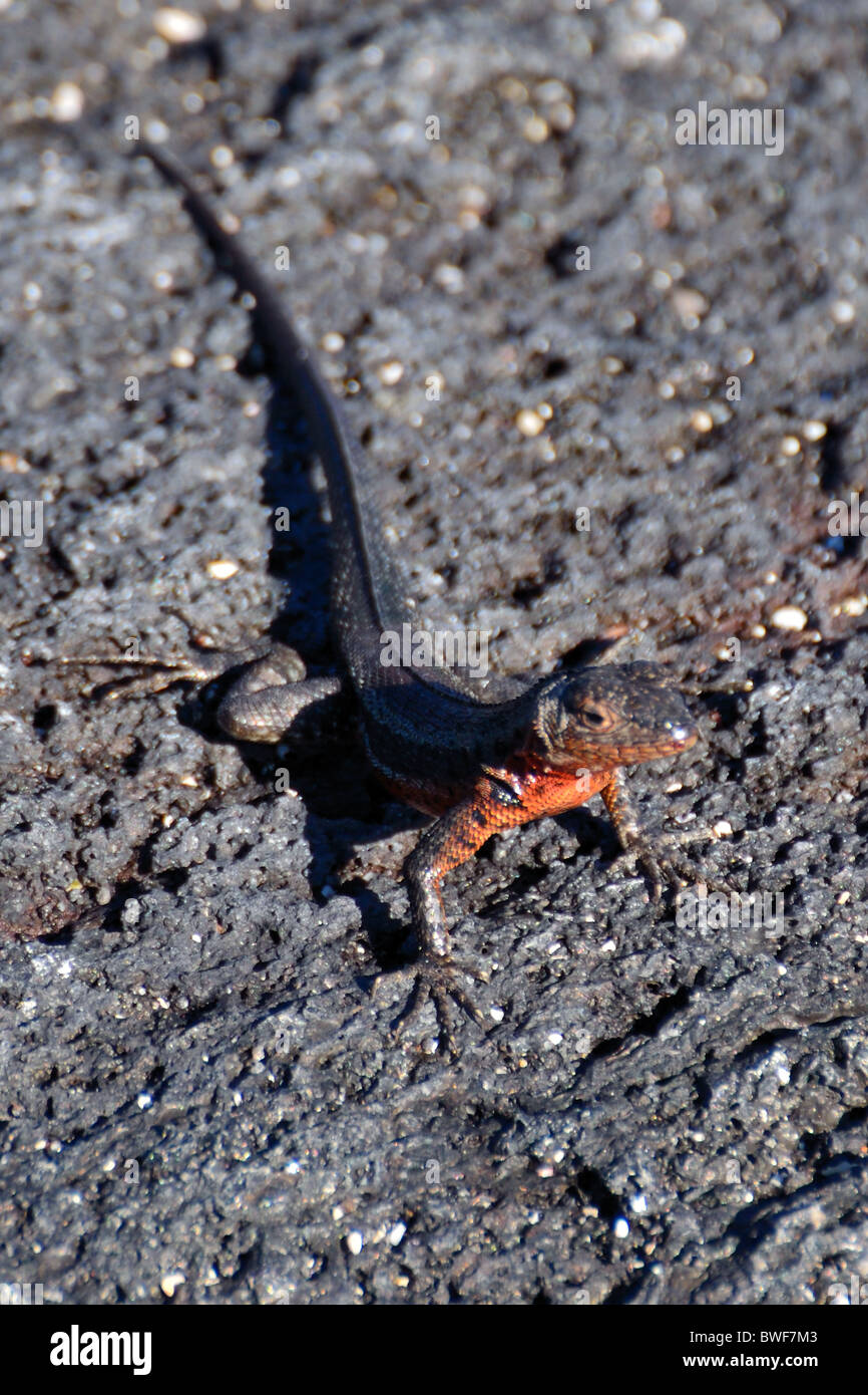 Galapagos Lava Lizard on lava Stock Photo - Alamy