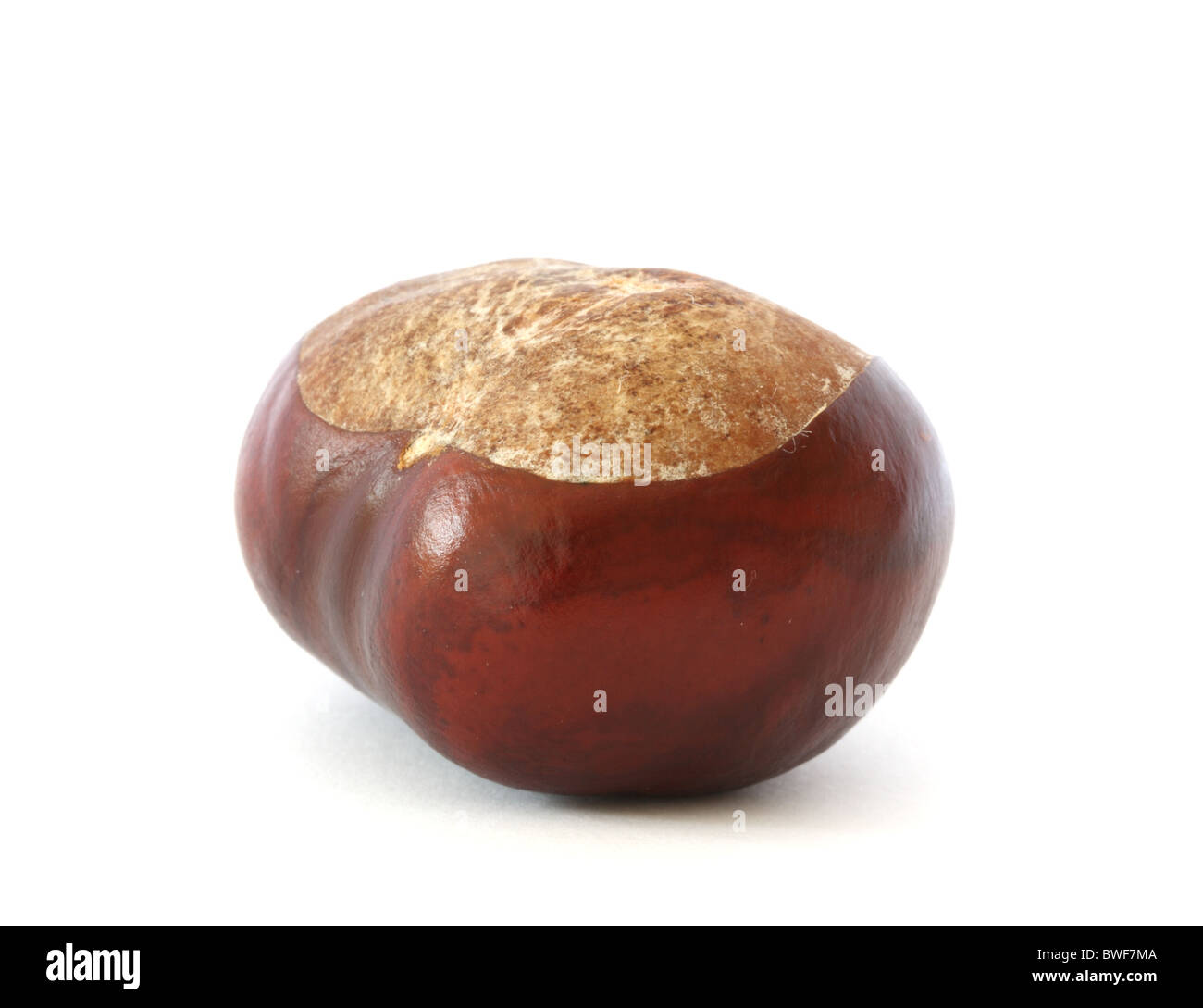Single chestnut on white background Stock Photo - Alamy