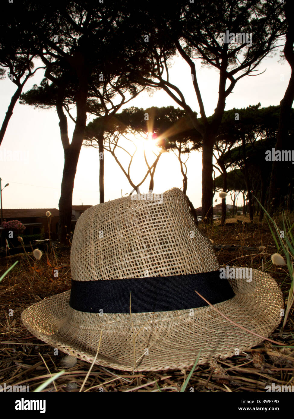 Straw hat whit pine trees background on sunset Stock Photo - Alamy