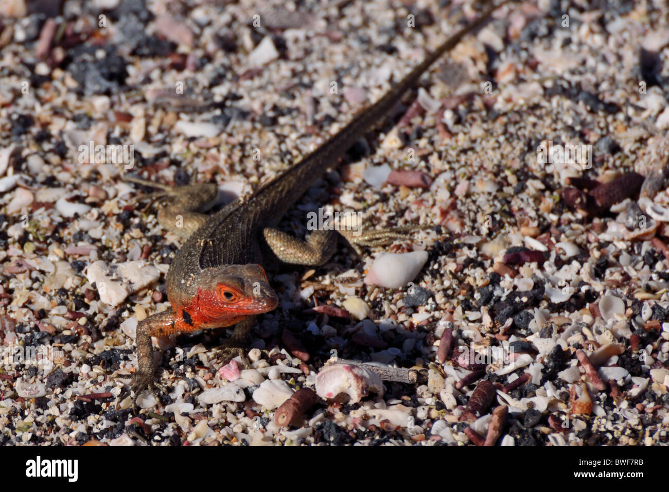 Galapagos Lava Lizard Stock Photo - Alamy