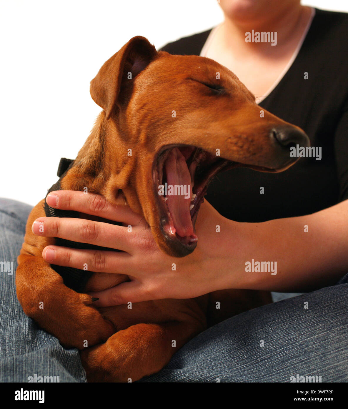 Yawning dog on a woman's lap Stock Photo - Alamy