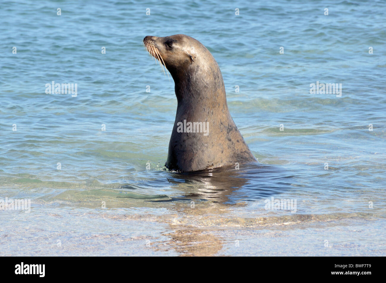 Galapagos Sea Lion Stock Photo - Alamy