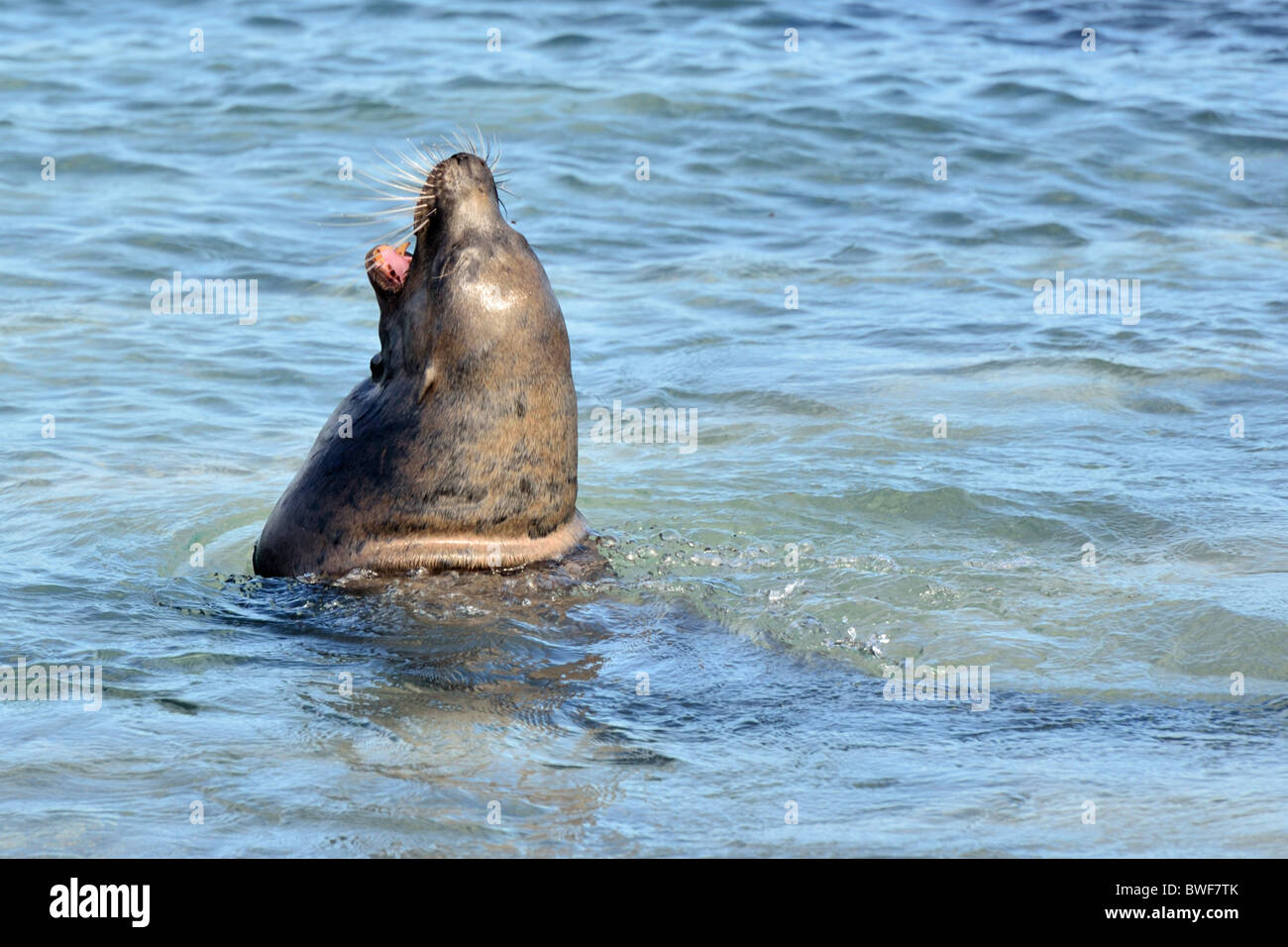 Galapagos Sea Lion Stock Photo - Alamy