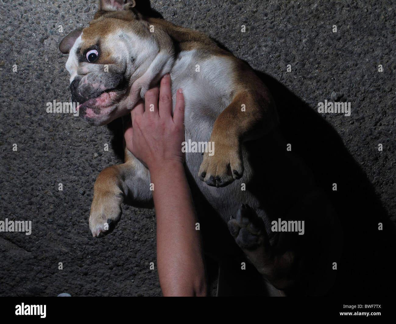 Young british bulldog hi-res stock photography and images - Alamy