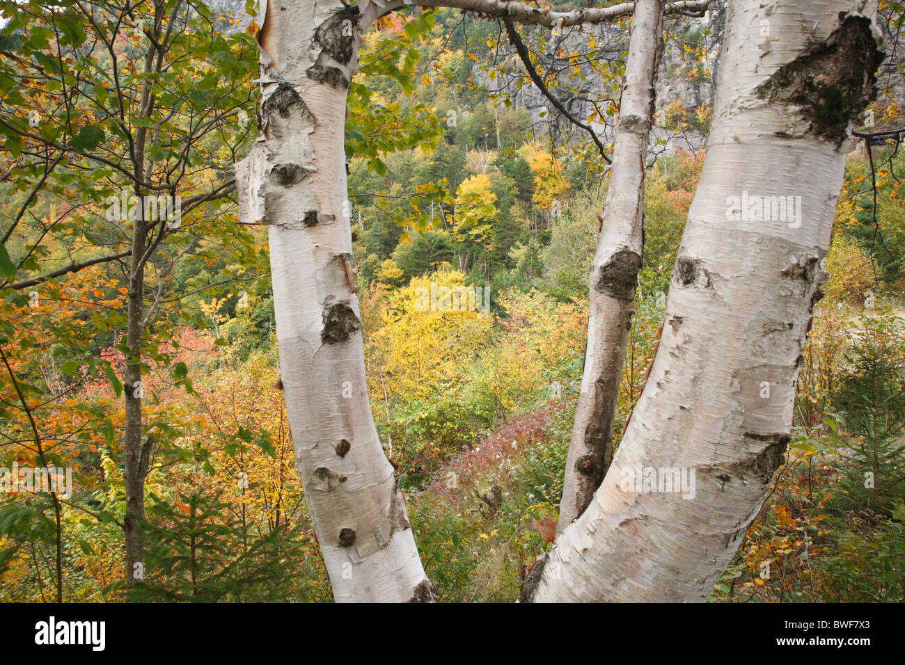 Crawford Notch State Park - Birch tree during the autumn months in the ...