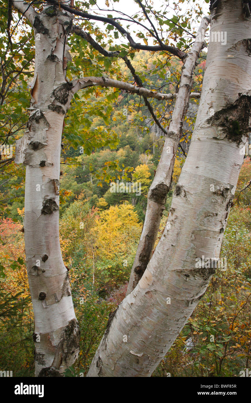 Crawford Notch State Park - Birch tree during the autumn months in the ...
