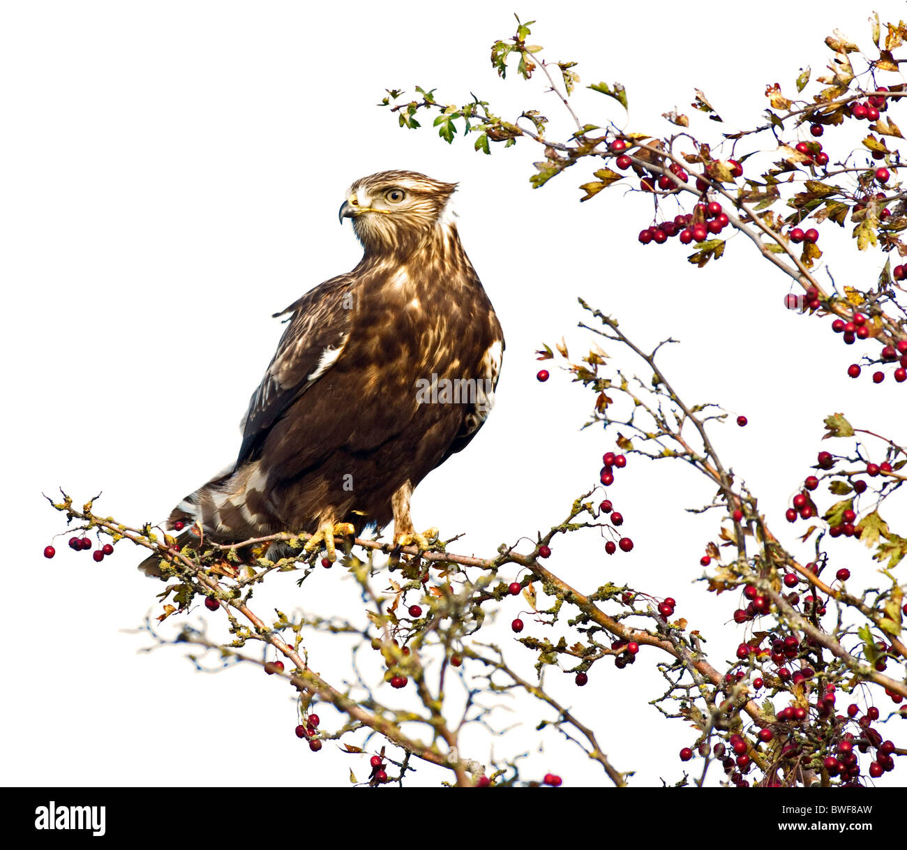 Marsh hawk hi-res stock photography and images - Alamy