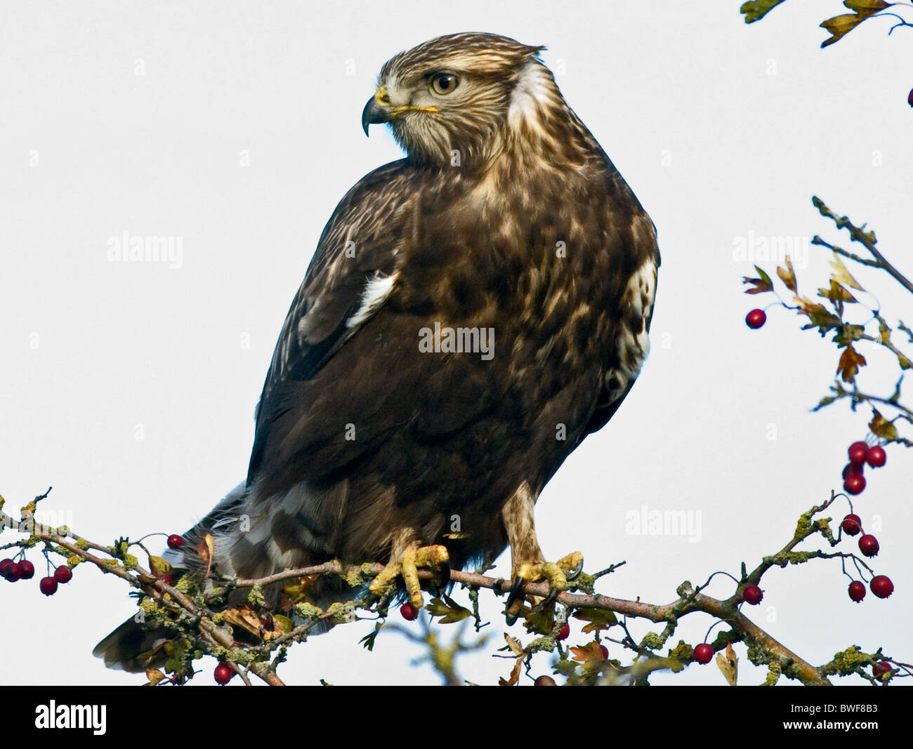 Marsh hawk hi-res stock photography and images - Alamy