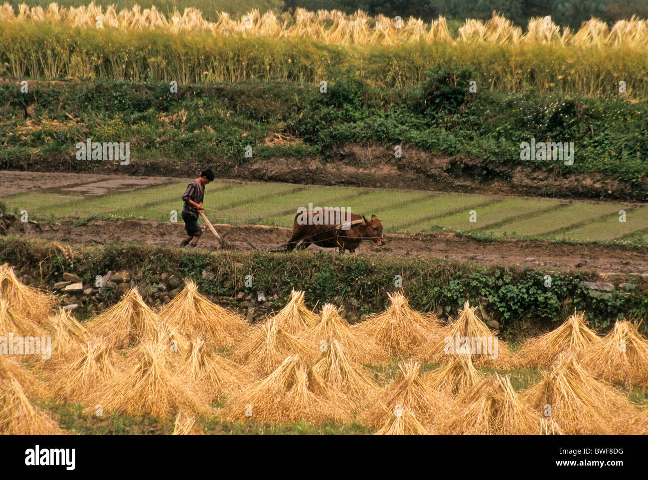 Man plowing field amid harvested rice, Guizhou, China Stock Photo - Alamy
