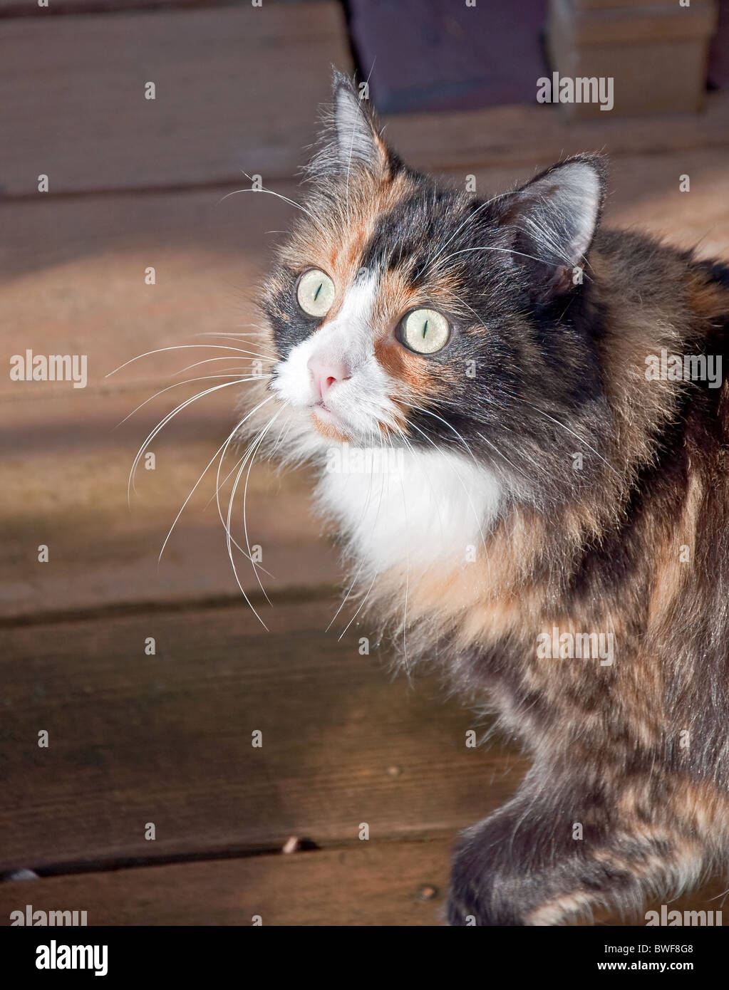 One eyed calico cat hi-res stock photography and images - Alamy