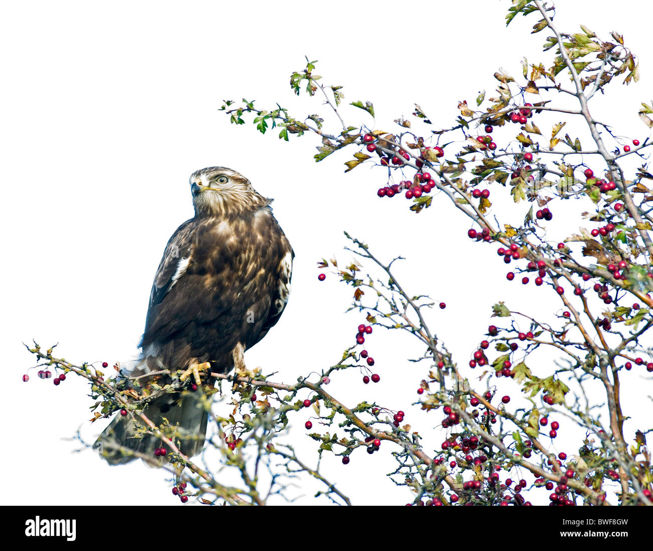 Northern Harrier Hawk also known as a Marsh Hawk Stock Photo - Alamy