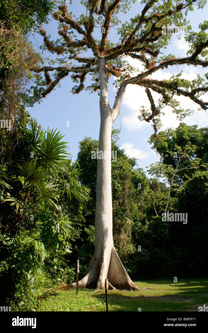 Silk Cotton Tree Ceiba at Jonathan Baylee blog