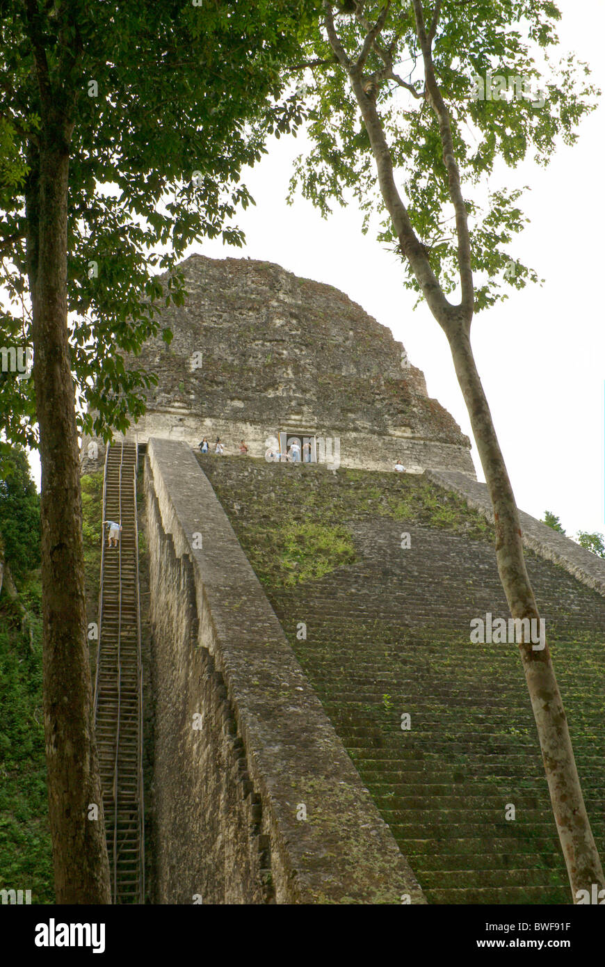 Temple V at the Maya ruins of Tikal, El Peten, Guatemala. Tikal is a ...