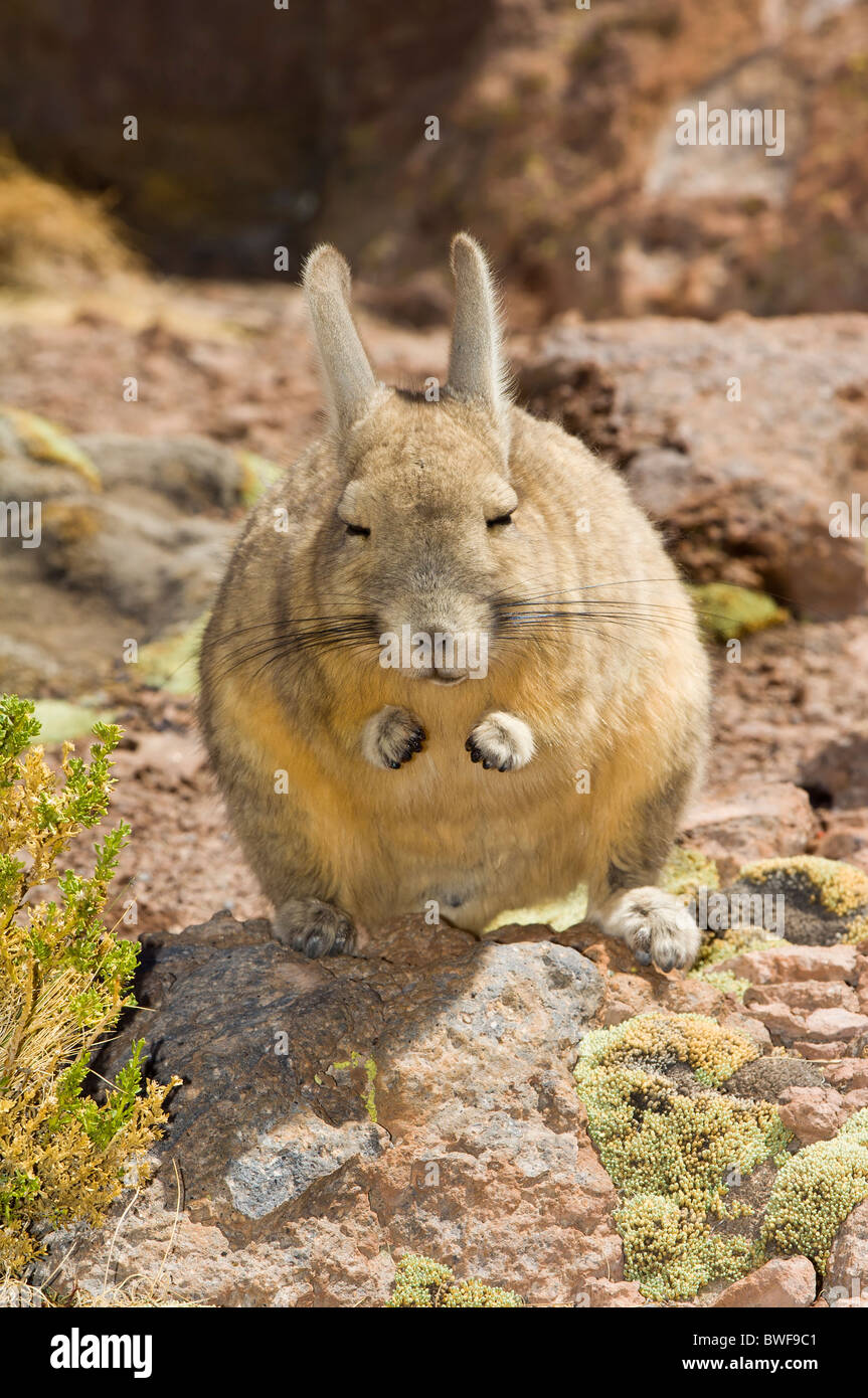 Southern Viscacha or Mountain Viscacha (Lagidium viscacia ...