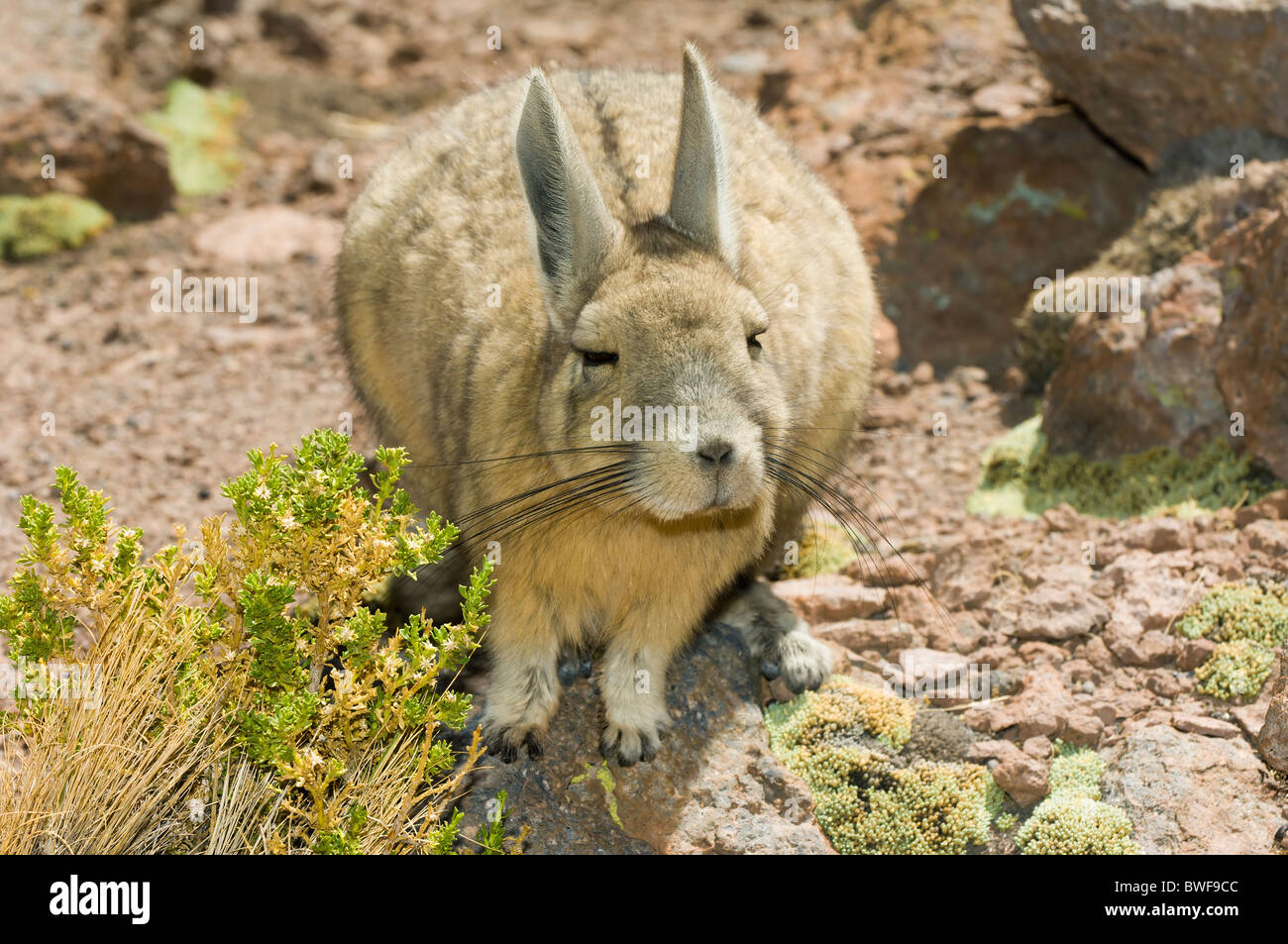 Southern Viscacha or Mountain Viscacha (Lagidium viscacia ...