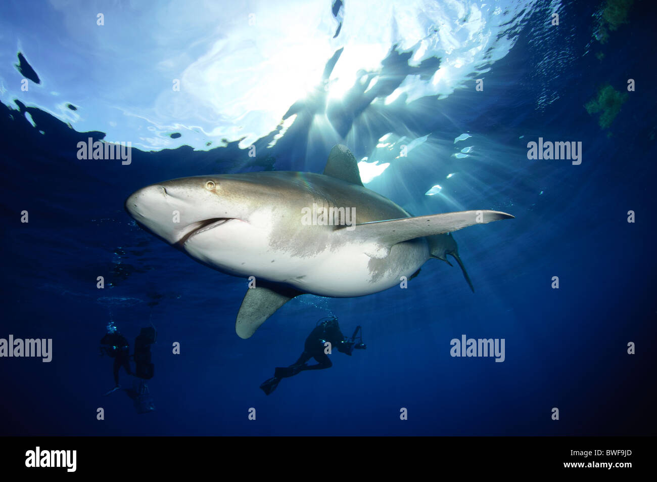 White tip shark hi-res stock photography and images - Alamy