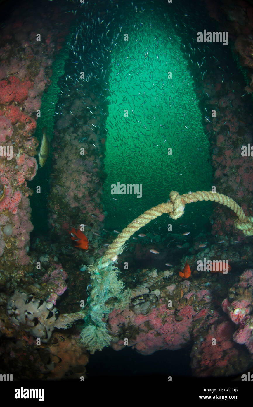 Oil Rig Sea Life Stock Photo - Alamy
