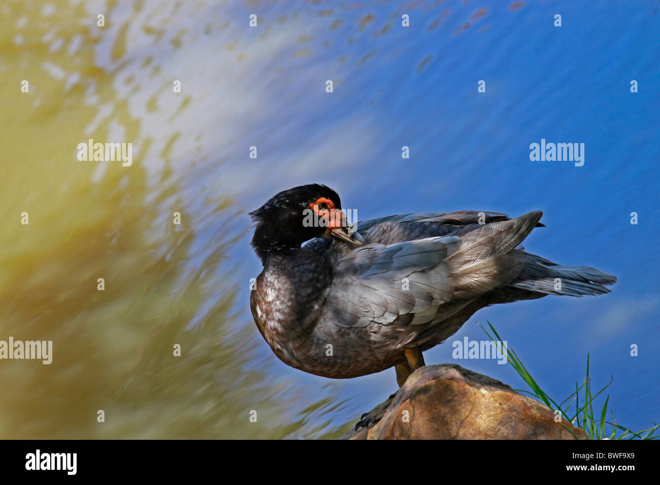 Tranquil scene with bird at dam Stock Photo - Alamy