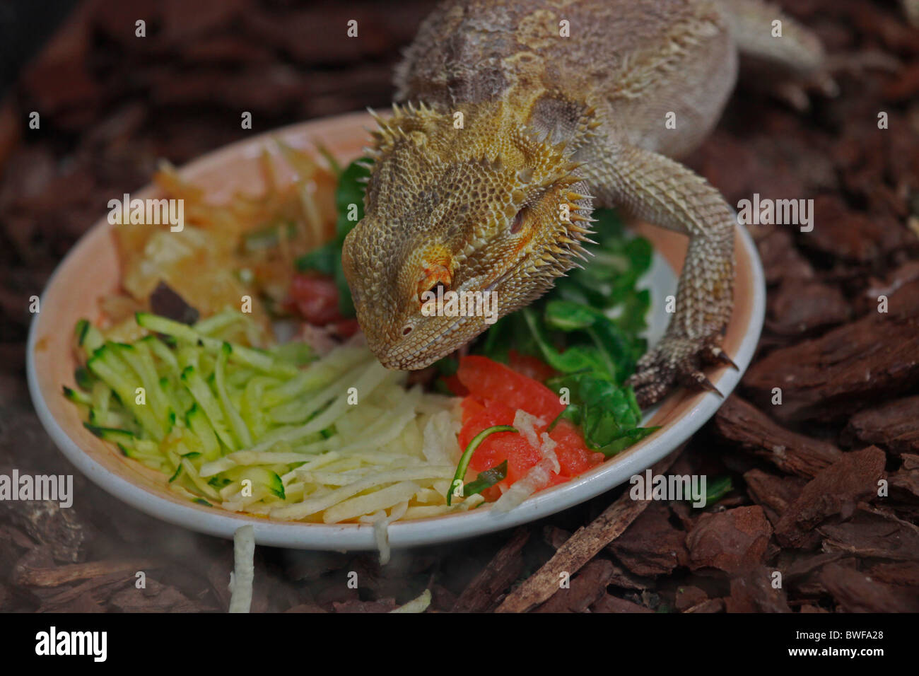 Bearded Dragon, (Pogona vitticeps) feeding Stock Photo - Alamy