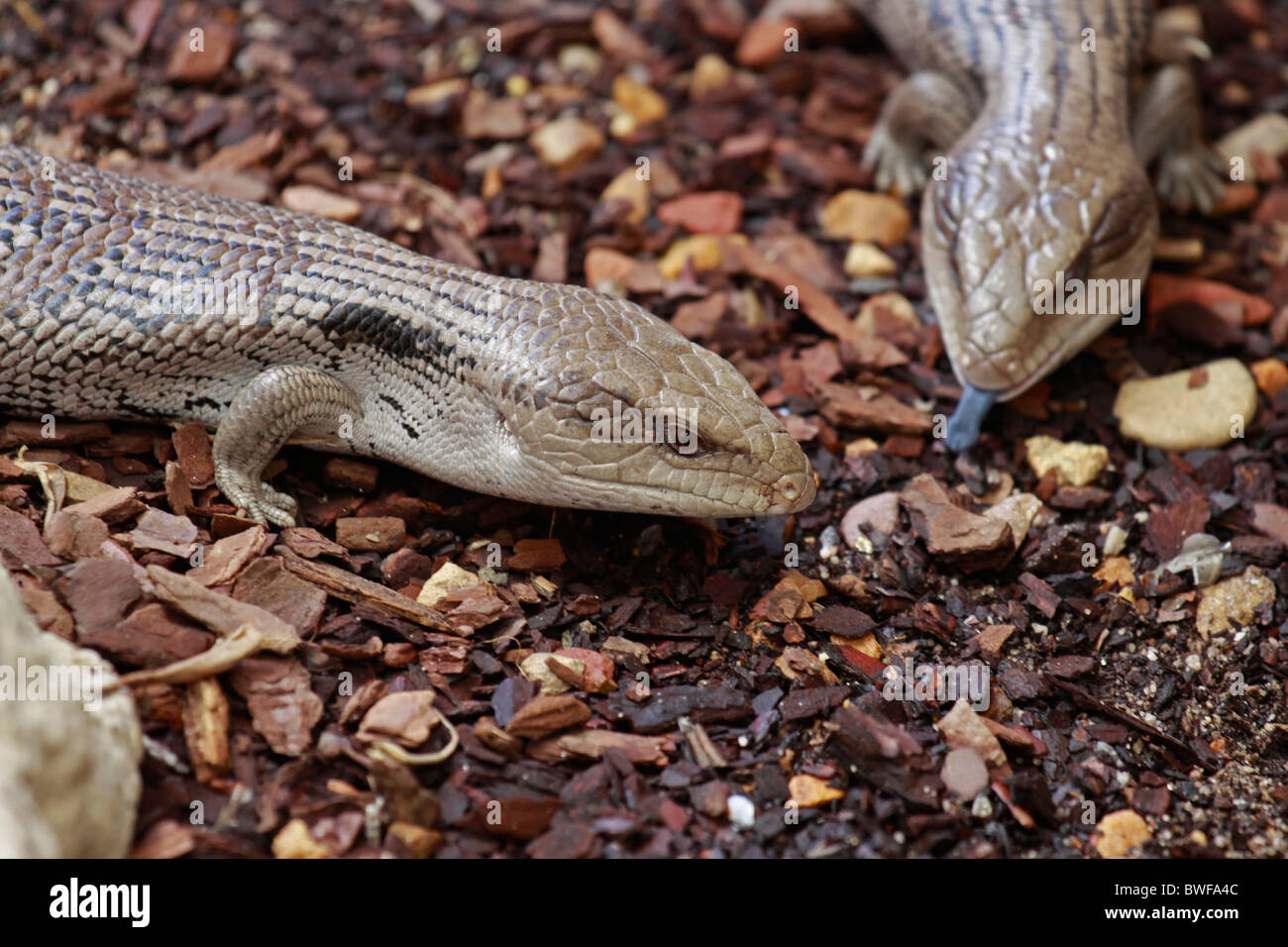 Blue tongued skinks hi-res stock photography and images - Alamy