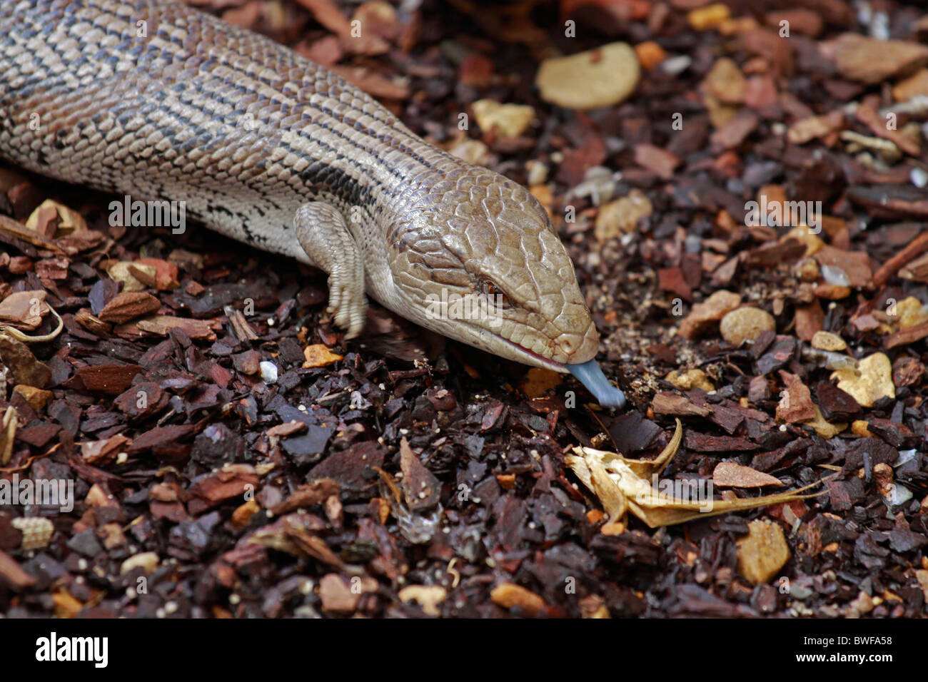 Blue-tongued skink, (Tiliqua scincoides Stock Photo - Alamy