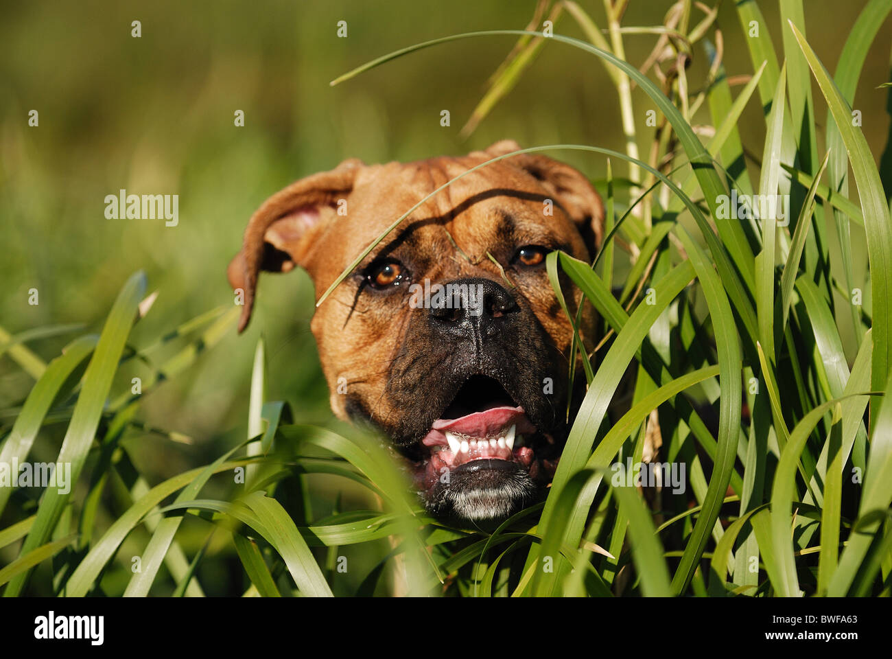 German Boxer Portrait Stock Photo - Alamy