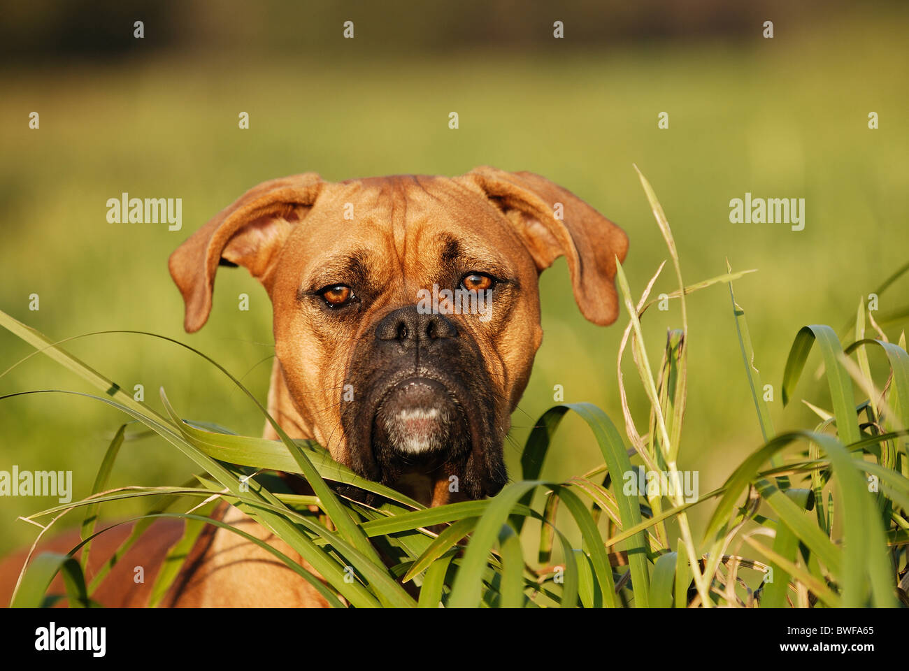 German Boxer Portrait Stock Photo - Alamy