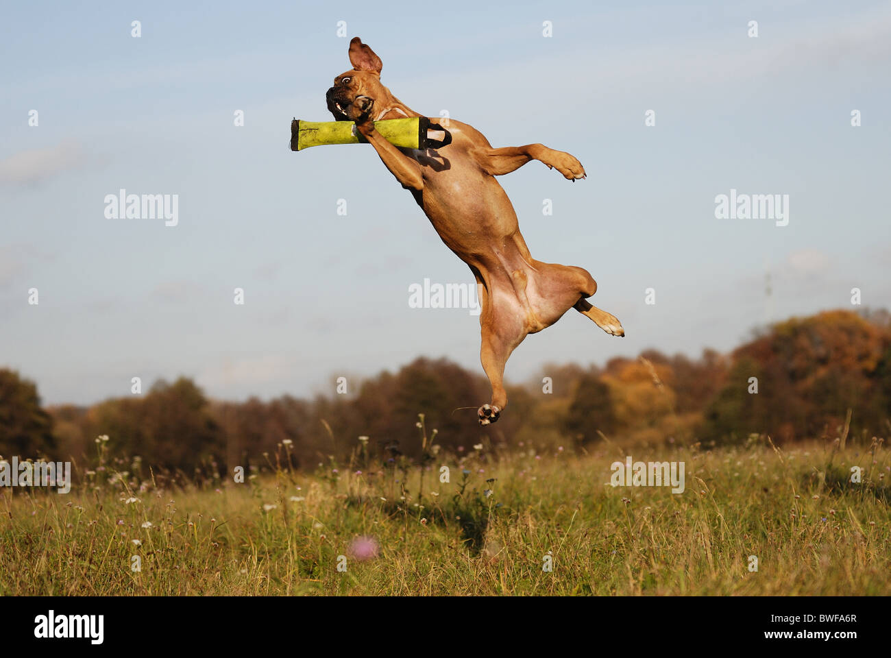 jumping German Boxer Stock Photo - Alamy