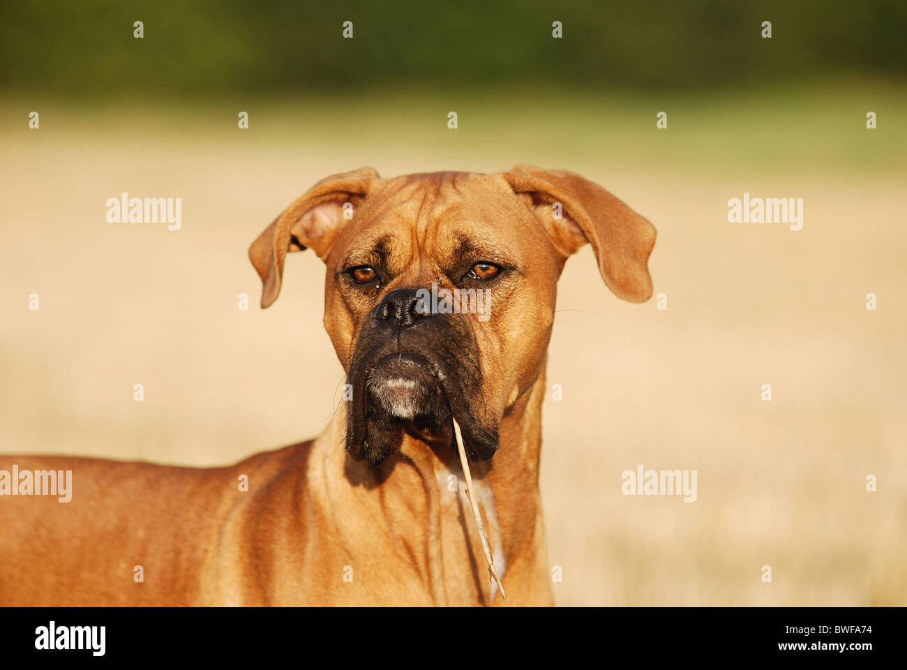 German Boxer Portrait Stock Photo - Alamy