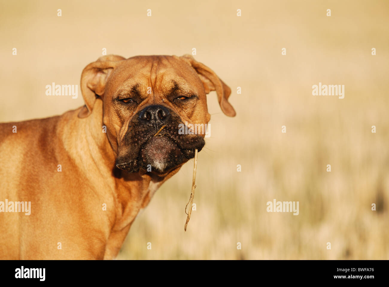 German Boxer Portrait Stock Photo - Alamy