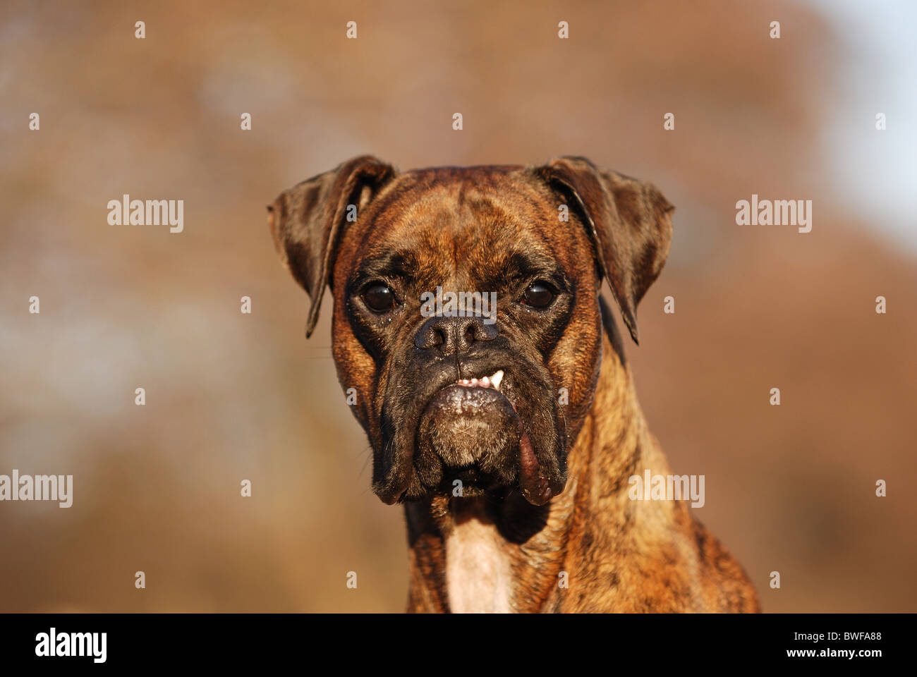 German Boxer Portrait Stock Photo - Alamy