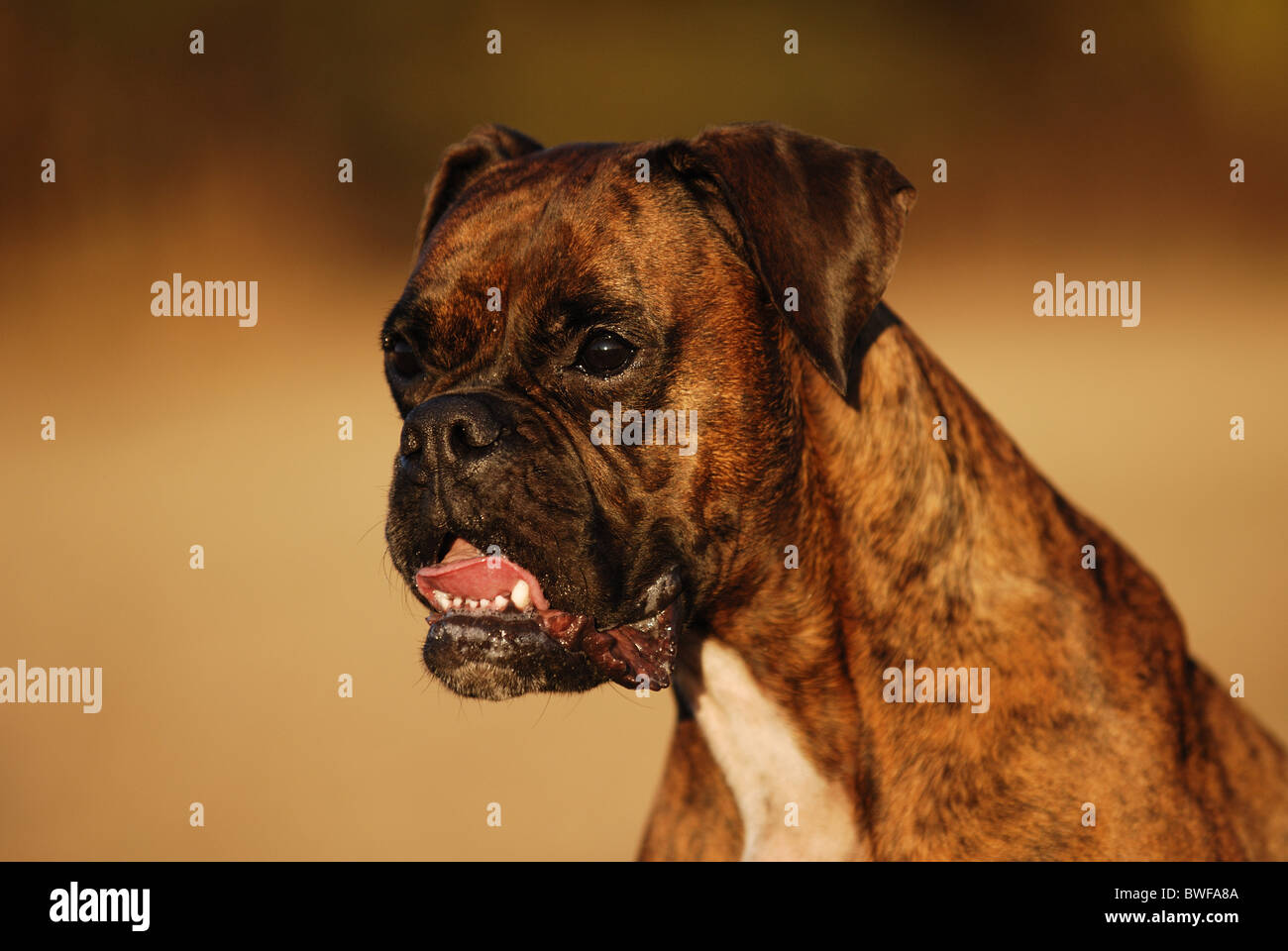 German Boxer Portrait Stock Photo - Alamy