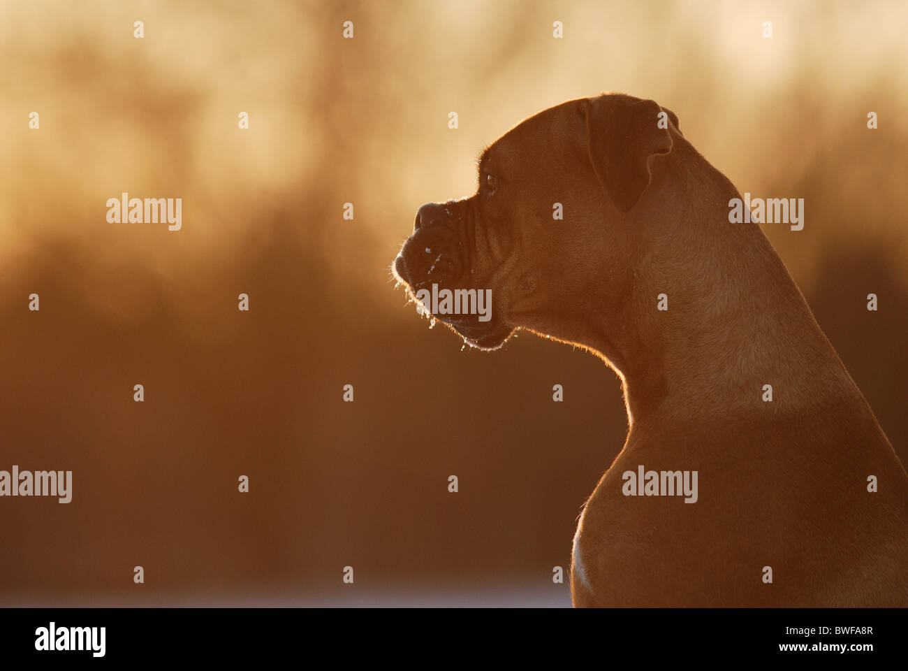 German Boxer Portrait Stock Photo - Alamy