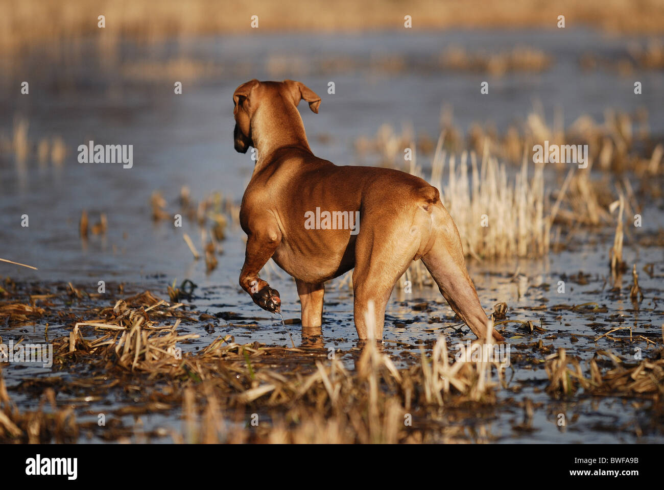 Boxers rear view hi-res stock photography and images - Alamy
