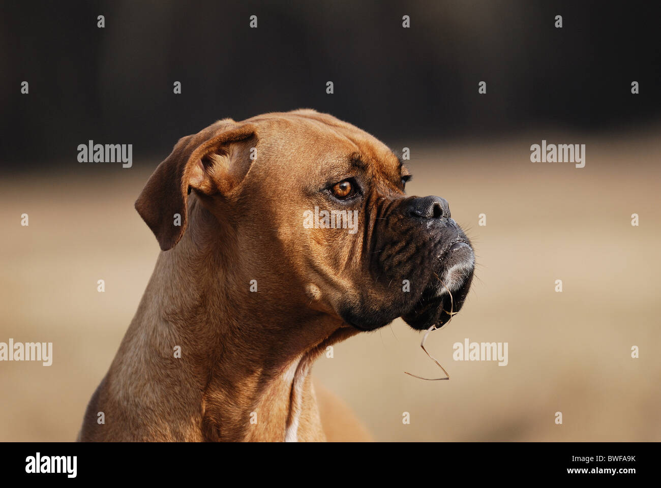German Boxer Portrait Stock Photo - Alamy