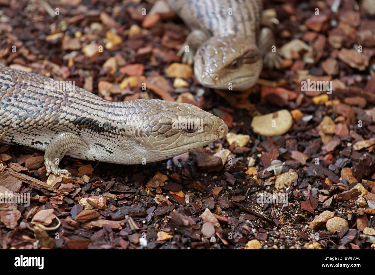 Blue tongued skinks hi-res stock photography and images - Alamy