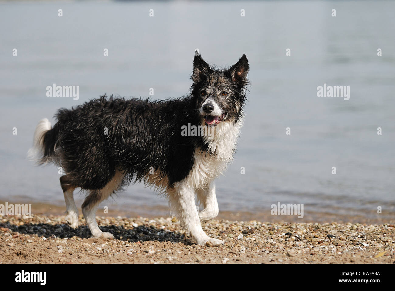 walking Border Collie Stock Photo - Alamy