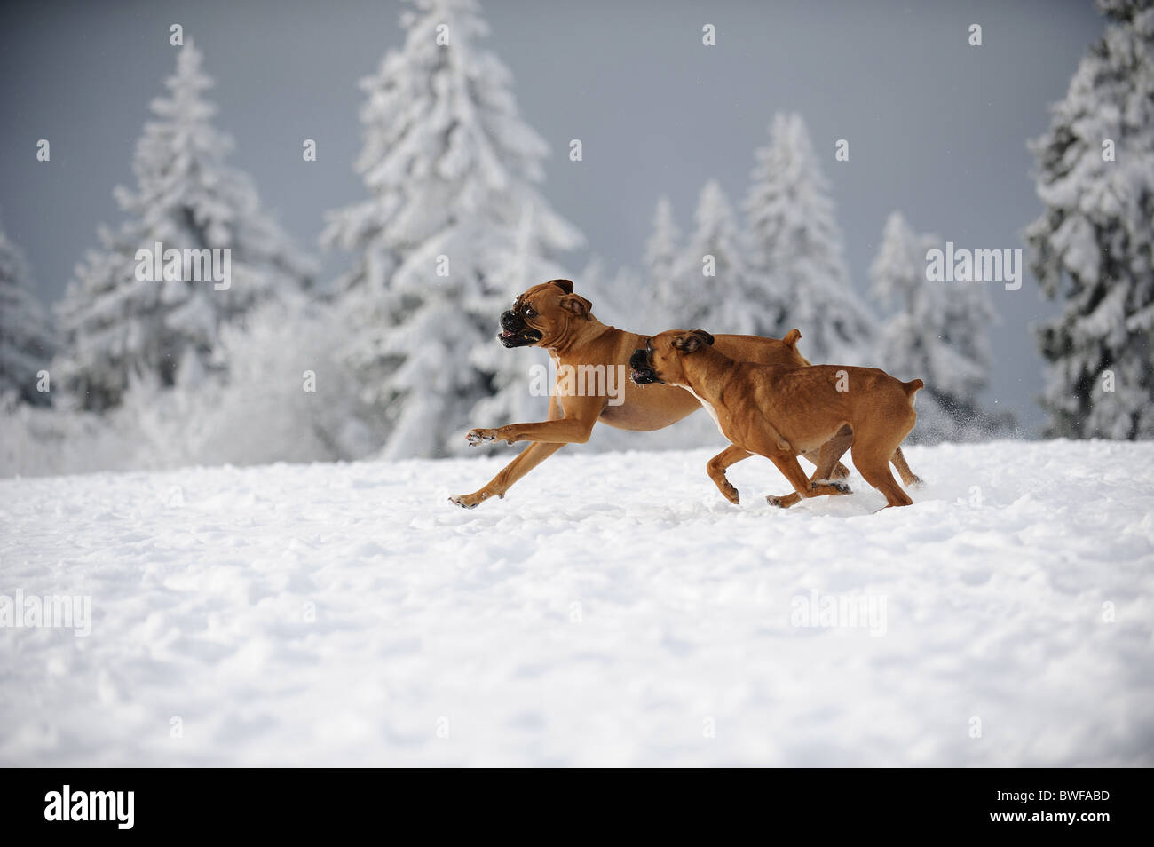 running German Boxer Stock Photo - Alamy
