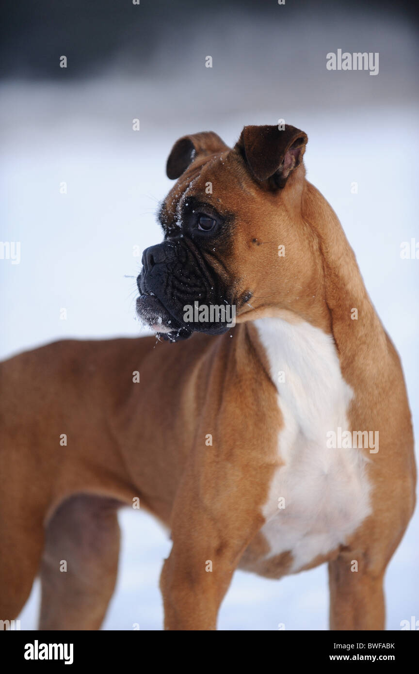German Boxer Portrait Stock Photo - Alamy