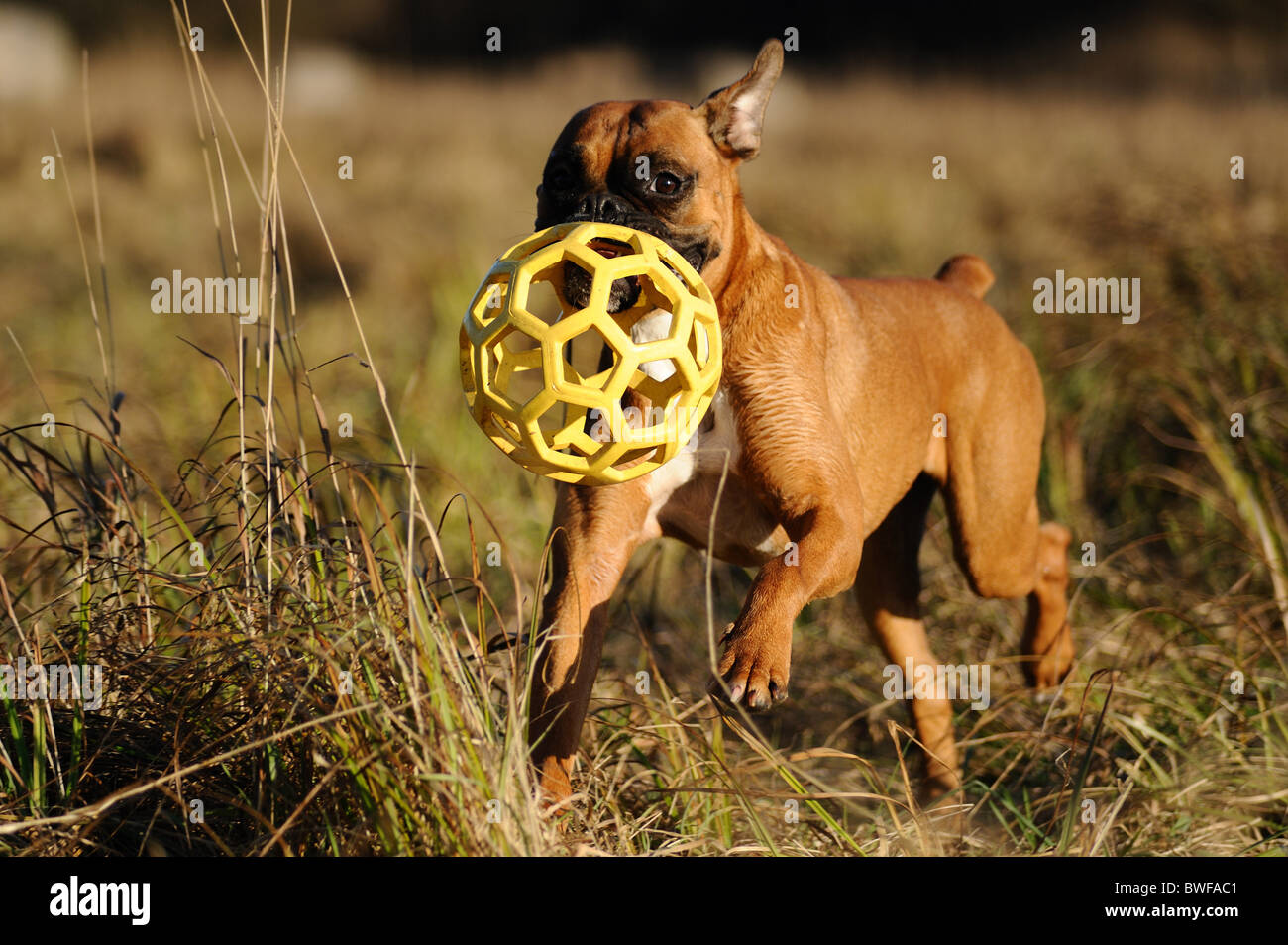 playing German Boxer Stock Photo - Alamy