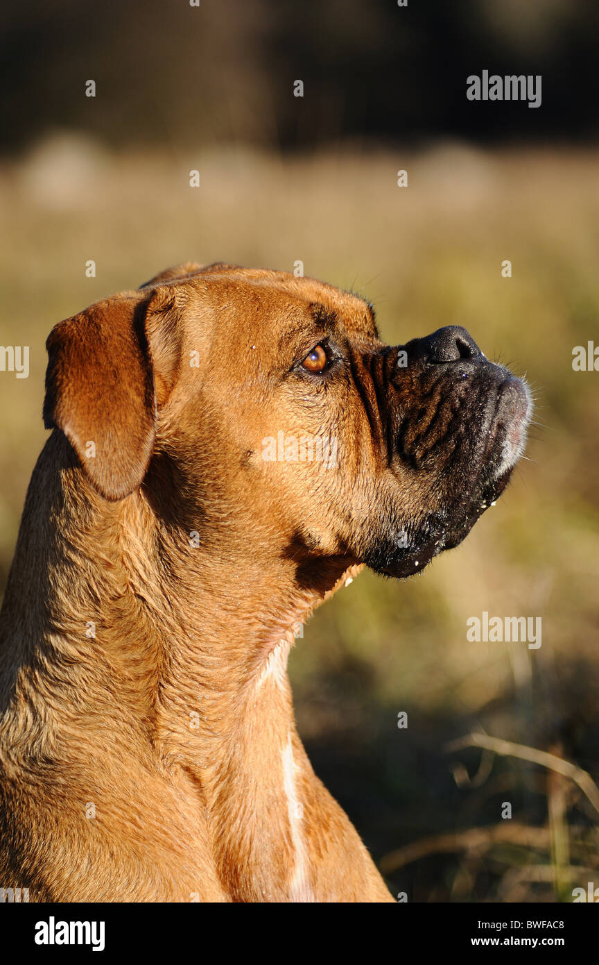 German Boxer Portrait Stock Photo - Alamy