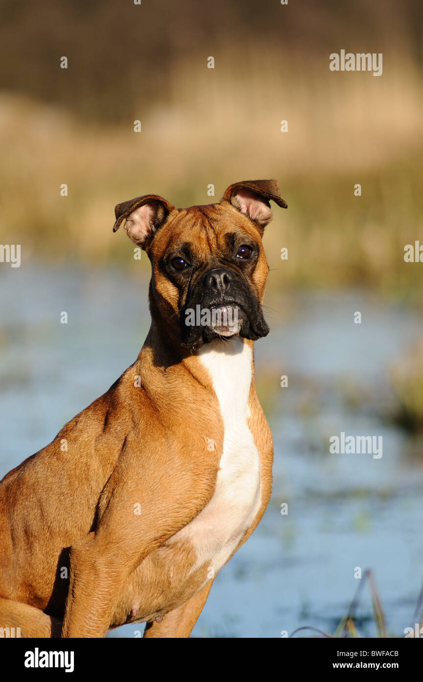 German Boxer Portrait Stock Photo - Alamy