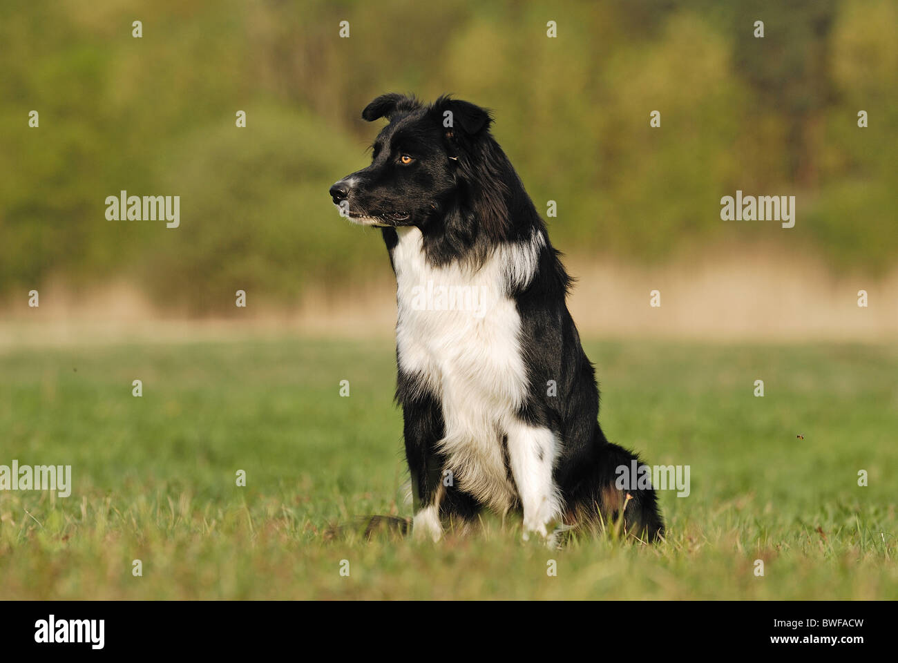 sitting Border Collie Stock Photo - Alamy
