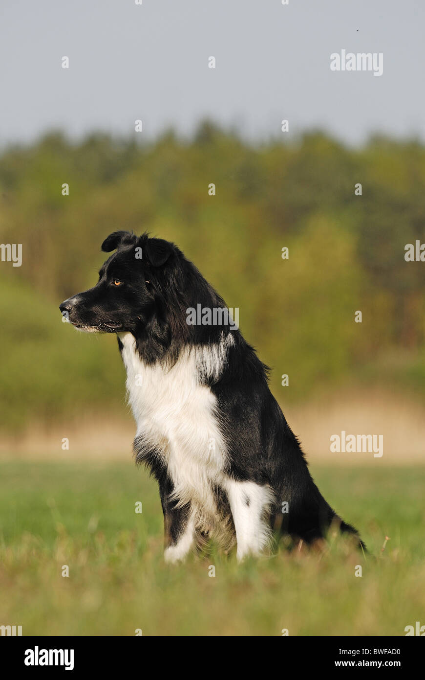 sitting Border Collie Stock Photo - Alamy