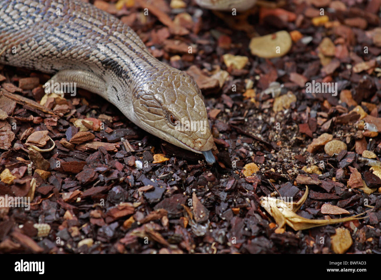 Blue-tongued skink, (Tiliqua scincoides Stock Photo - Alamy