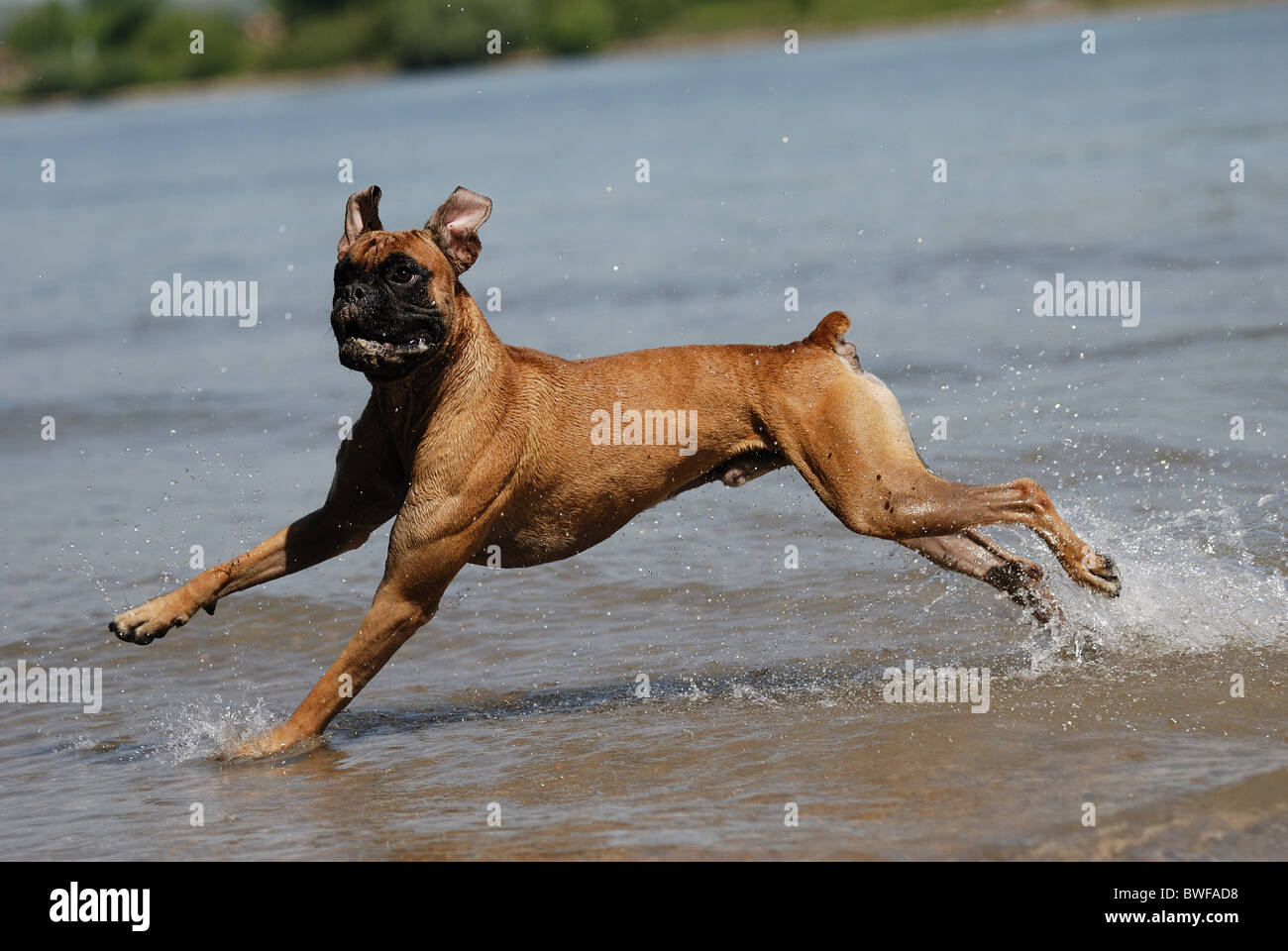 running German Boxer Stock Photo - Alamy