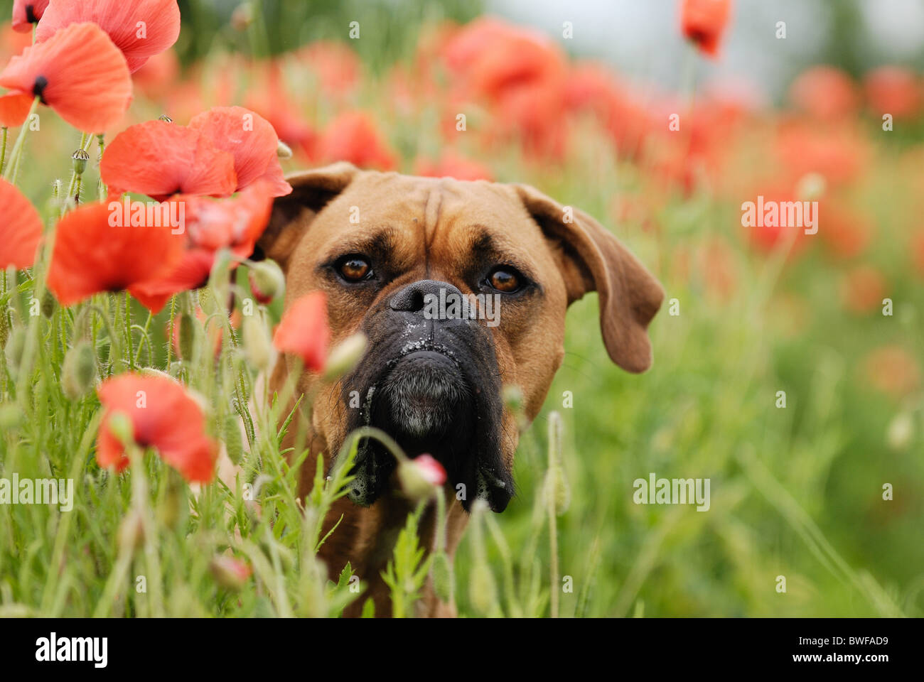 German Boxer Portrait Stock Photo - Alamy
