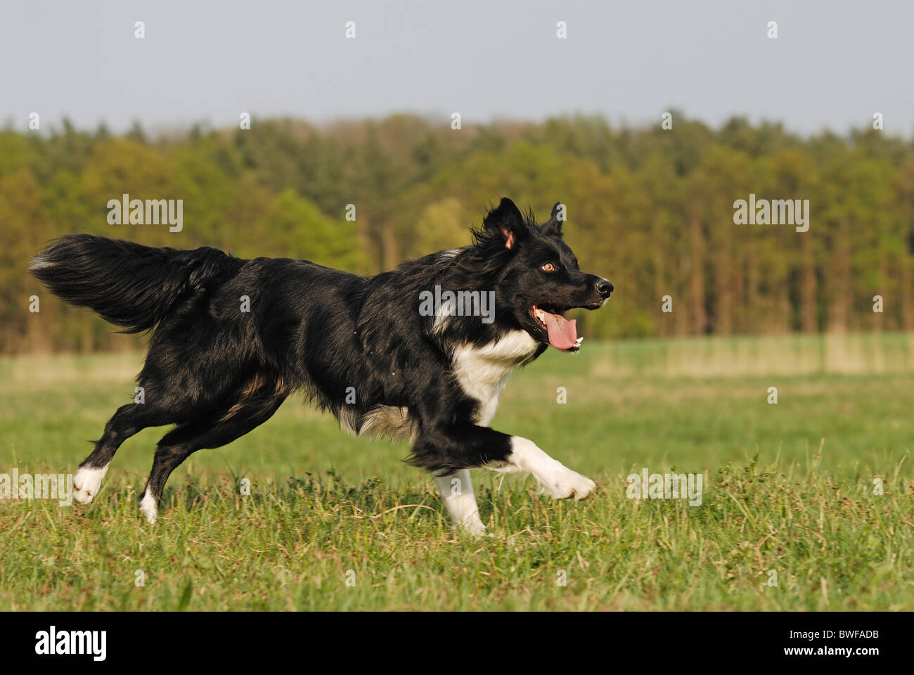 running Border Collie Stock Photo - Alamy